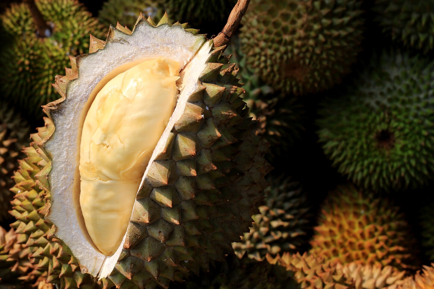 Durian smell mistaken for possible gas leak in Canberra, Australia ...
